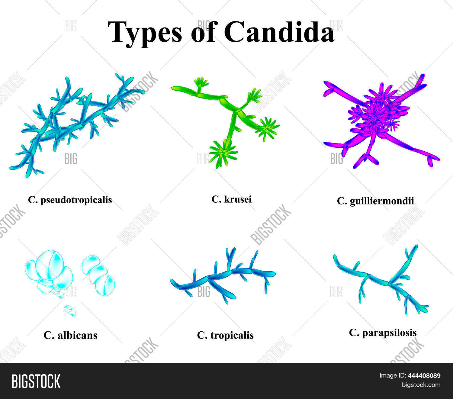 Types Candida. Image & Photo (Free Trial) | Bigstock