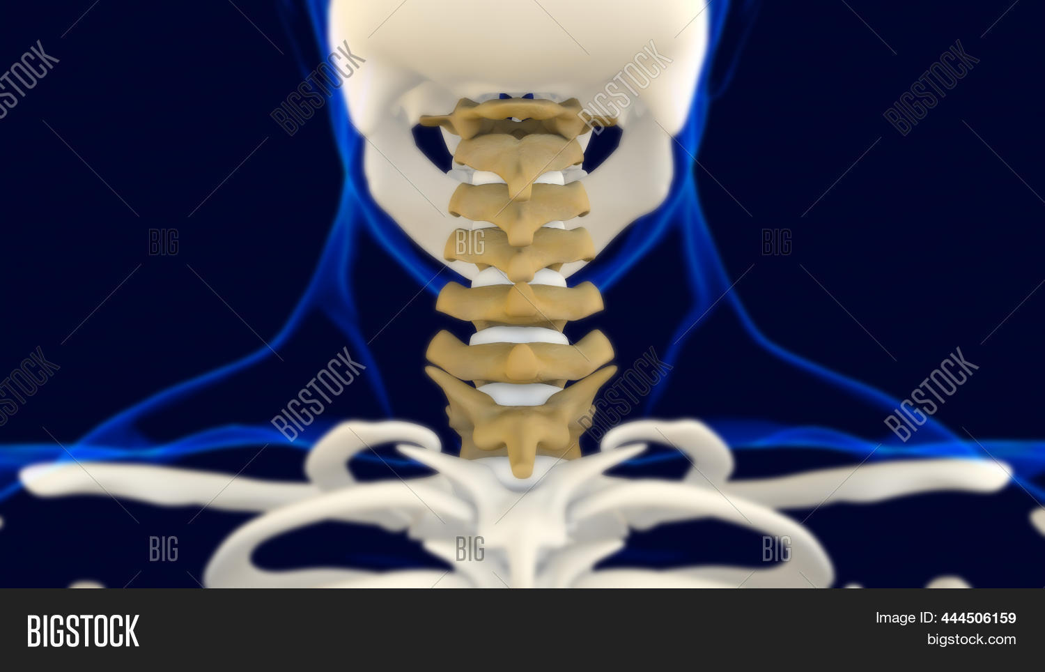 Cervical Vertebrae Image & Photo (Free Trial) | Bigstock