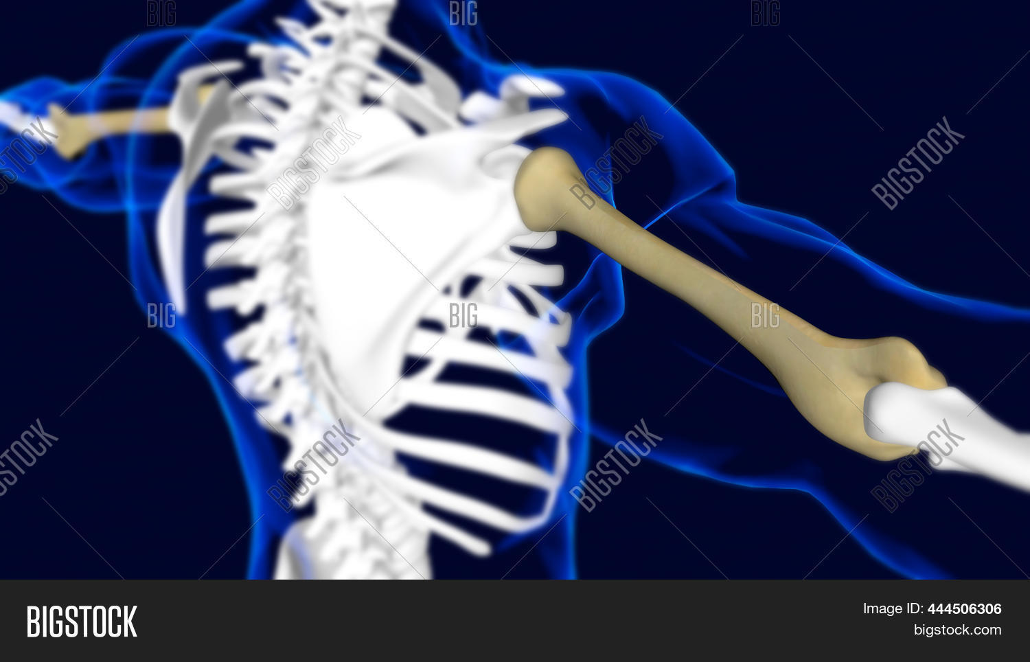Imagen y foto Humerus Bone Human (prueba gratis) | Bigstock