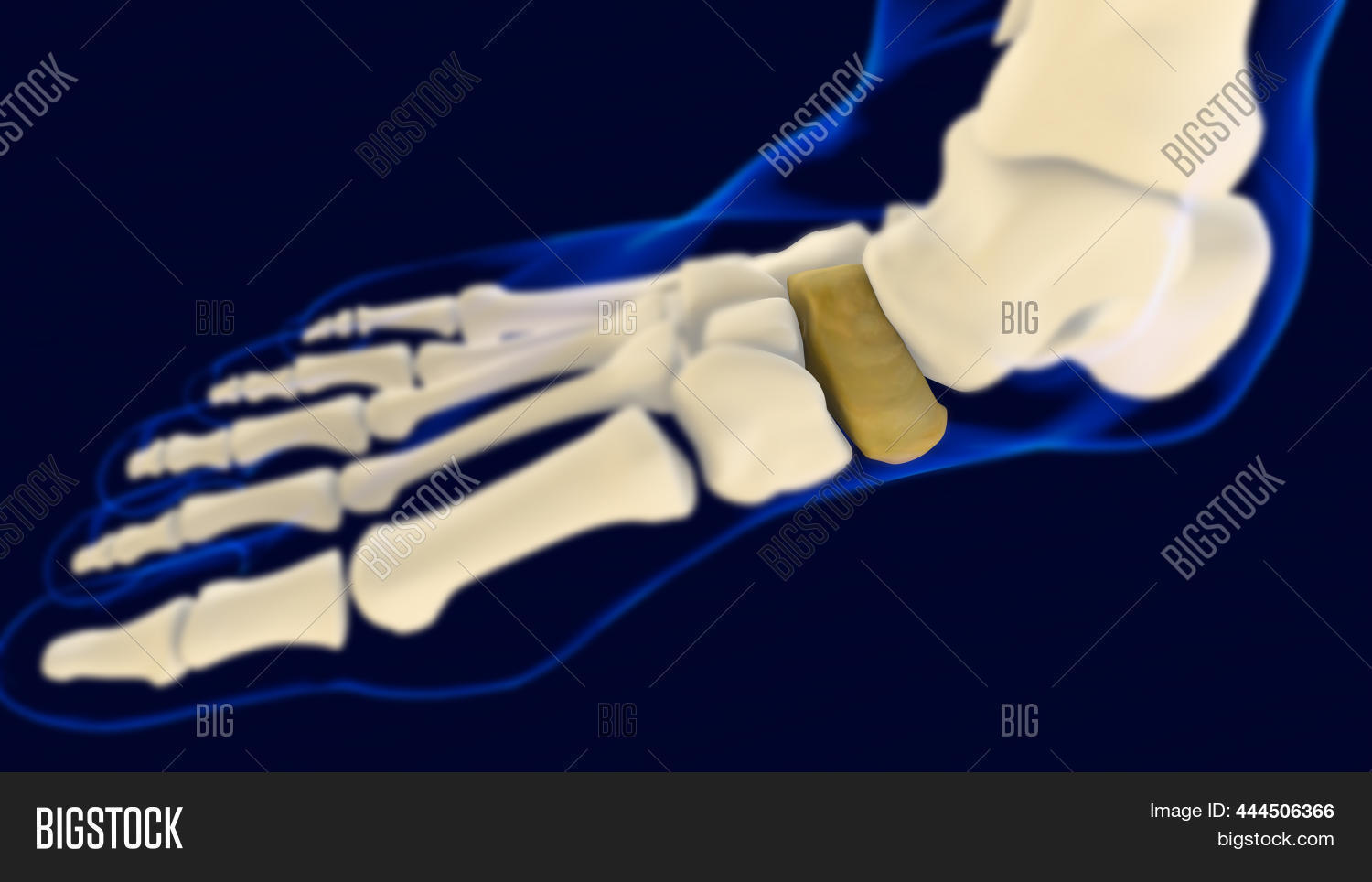 Navicular Foot Bone Image & Photo (Free Trial) | Bigstock