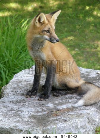 Sitting Fox Image & Photo (Free Trial) | Bigstock