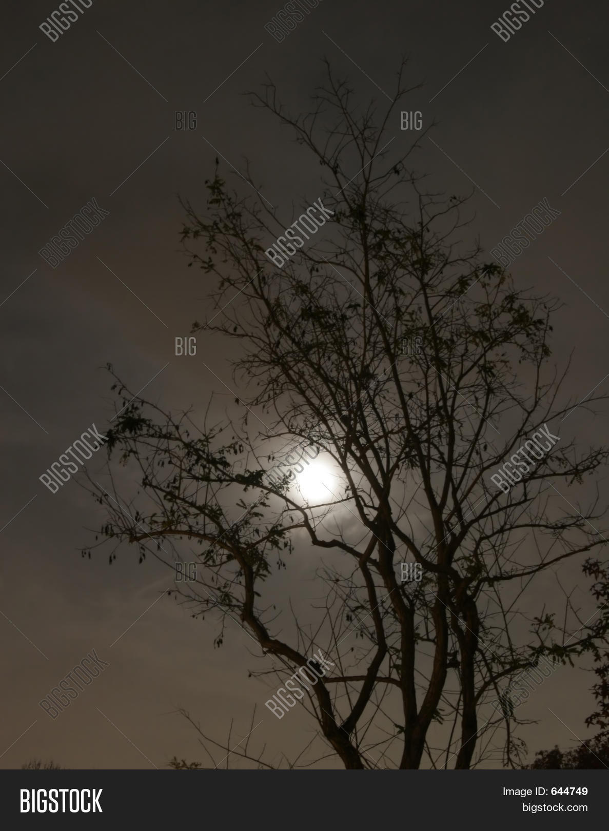 Spooky Creepy Tree Image & Photo (Free Trial) | Bigstock