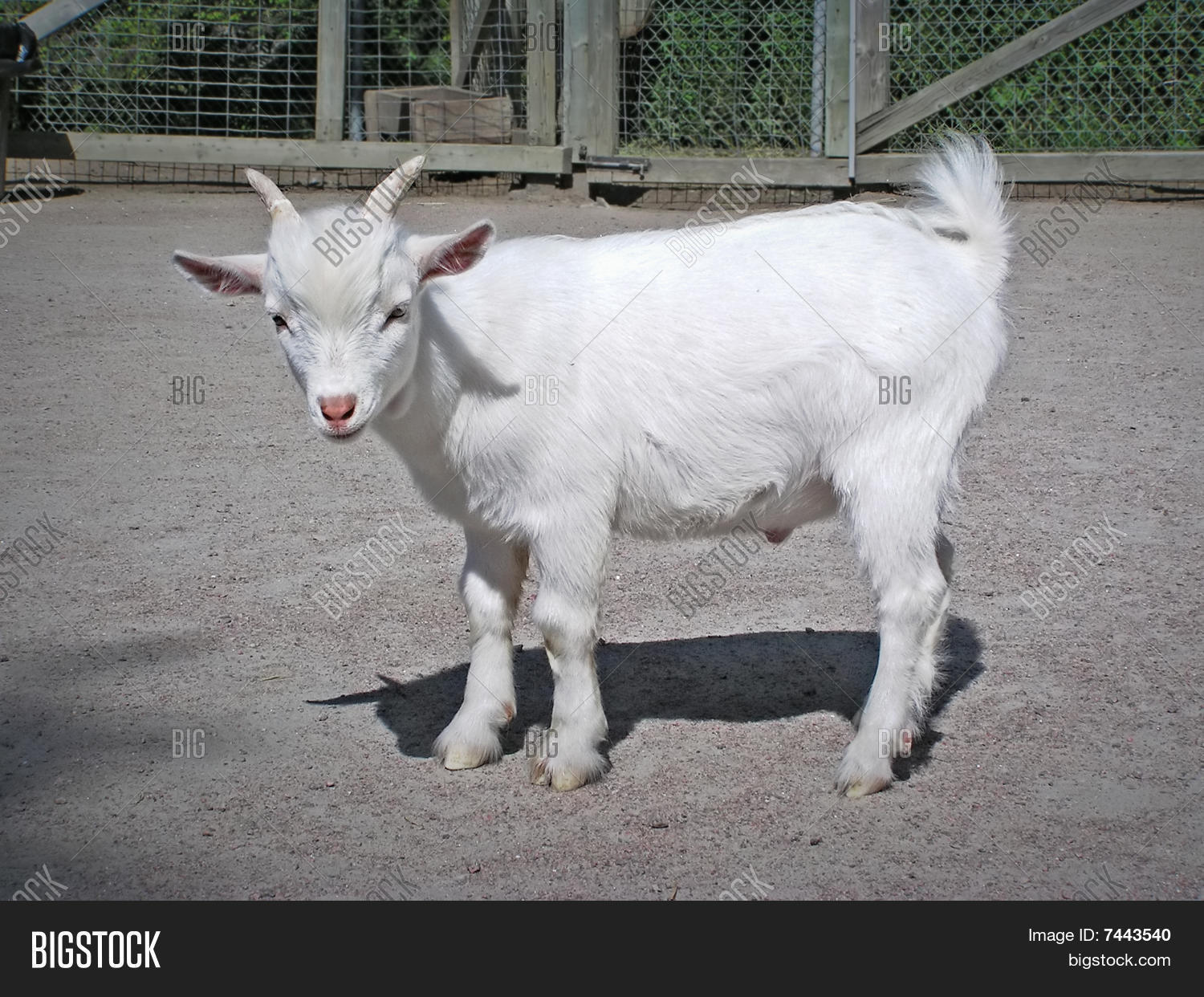 White Billy Goat