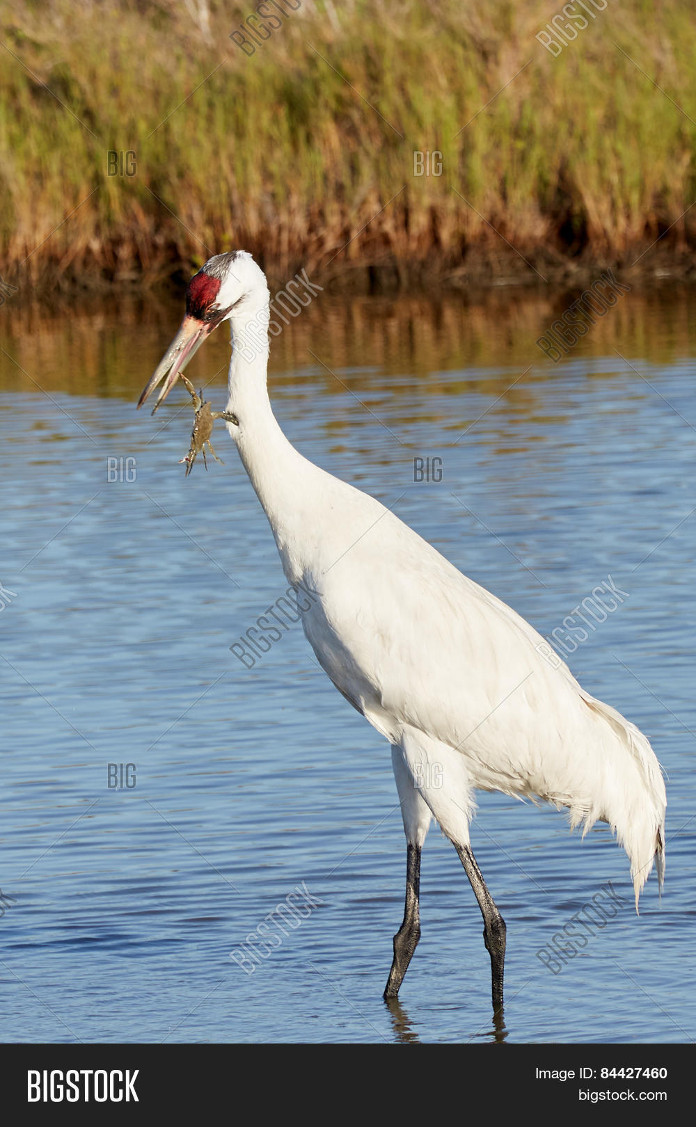 Whooping Crane Looking Image & Photo (Free Trial) | Bigstock