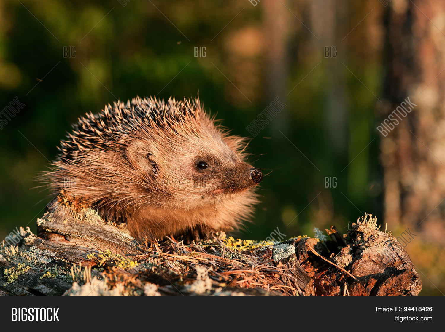 Hedgehog Natural Image & Photo (Free Trial) | Bigstock