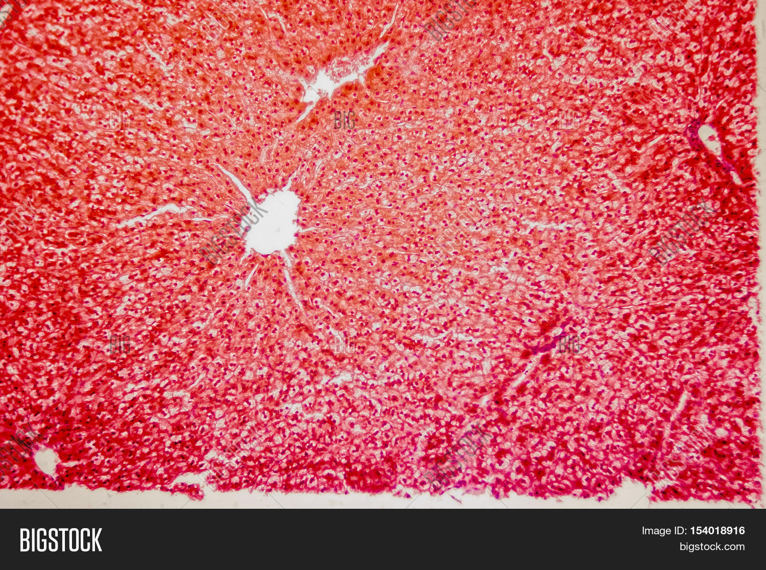 Science Background. Image & Photo (Free Trial) | Bigstock