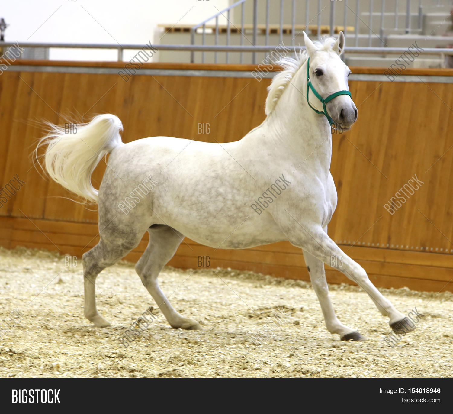 Grey Colored Lipizzan Image & Photo (Free Trial) | Bigstock