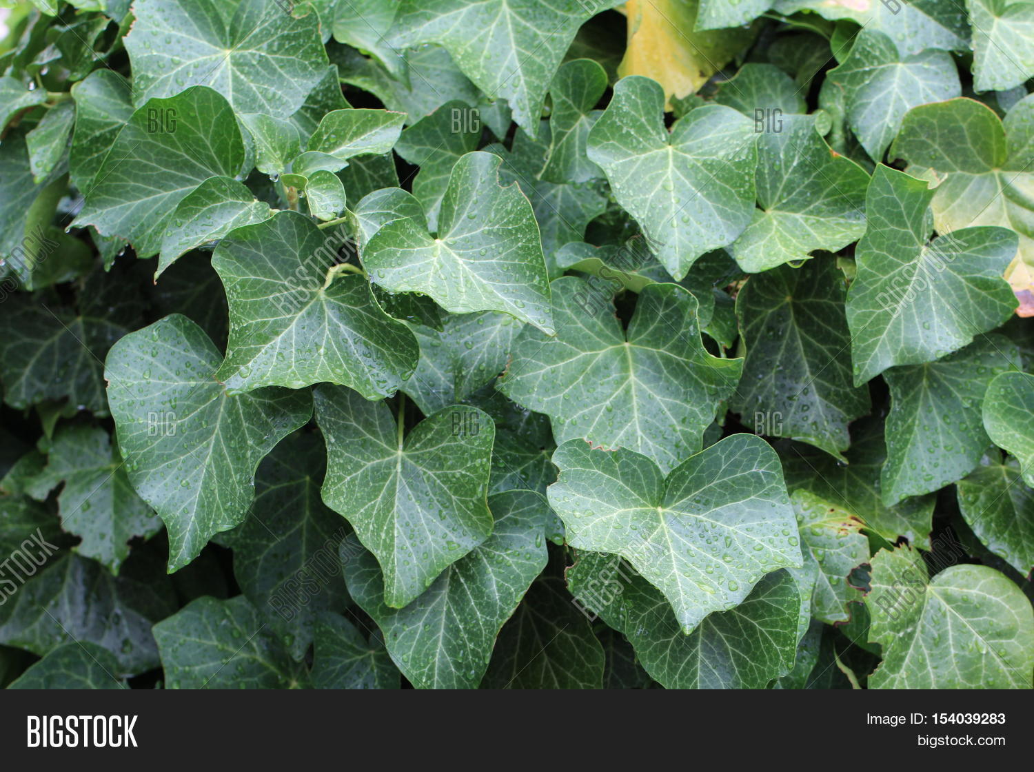 Ivy / Ivy - Creeping Image & Photo (Free Trial) | Bigstock