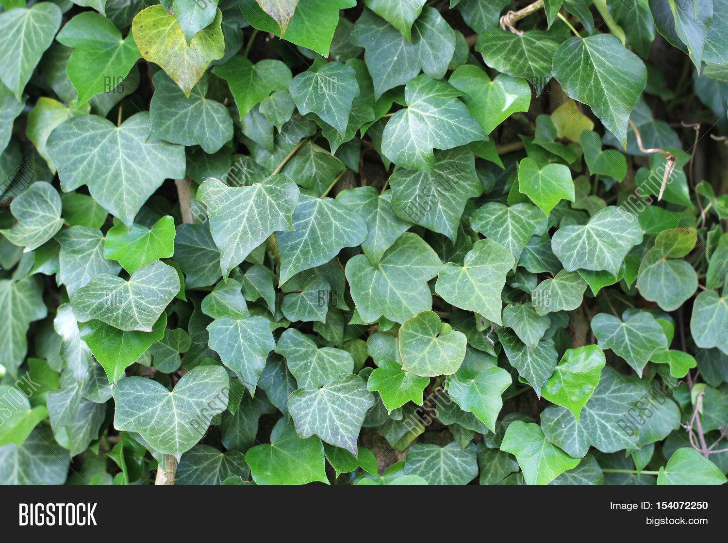 Ivy / Ivy - Creeping Image & Photo (Free Trial) | Bigstock