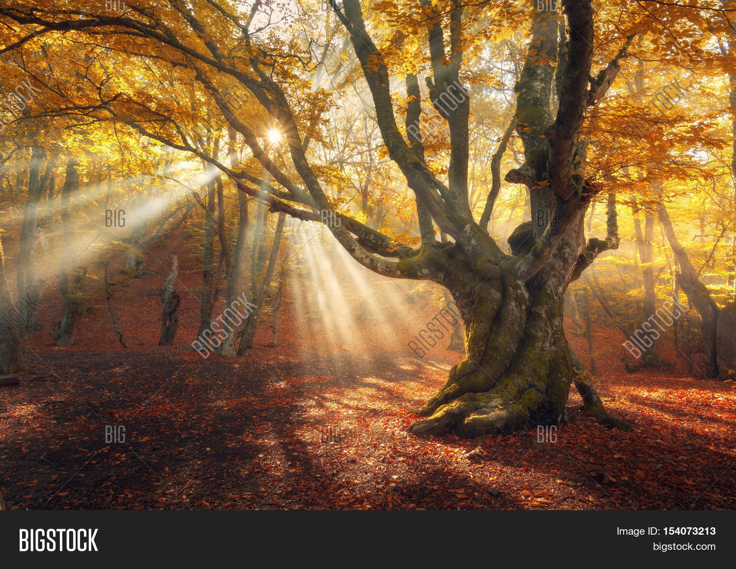 Magical Old Tree. Image & Photo (Free Trial) | Bigstock