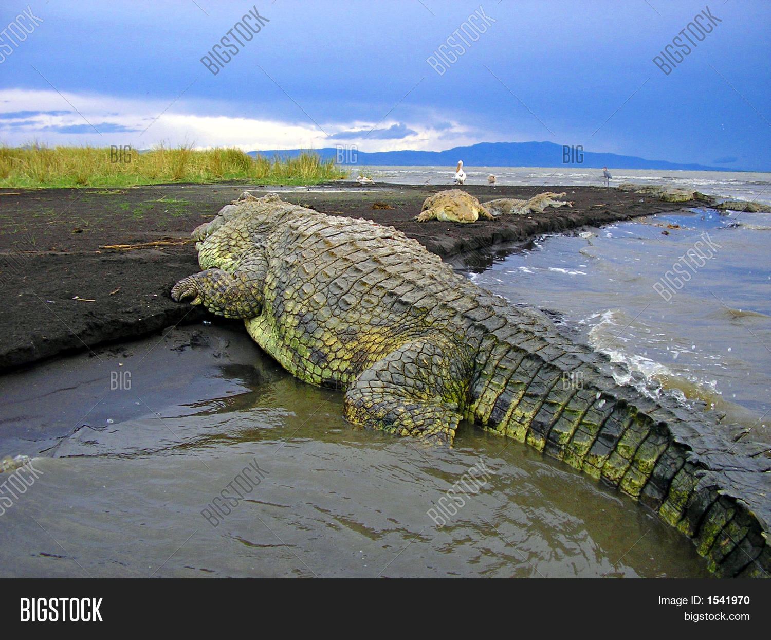 Crocodile'S View Image & Photo (Free Trial) | Bigstock