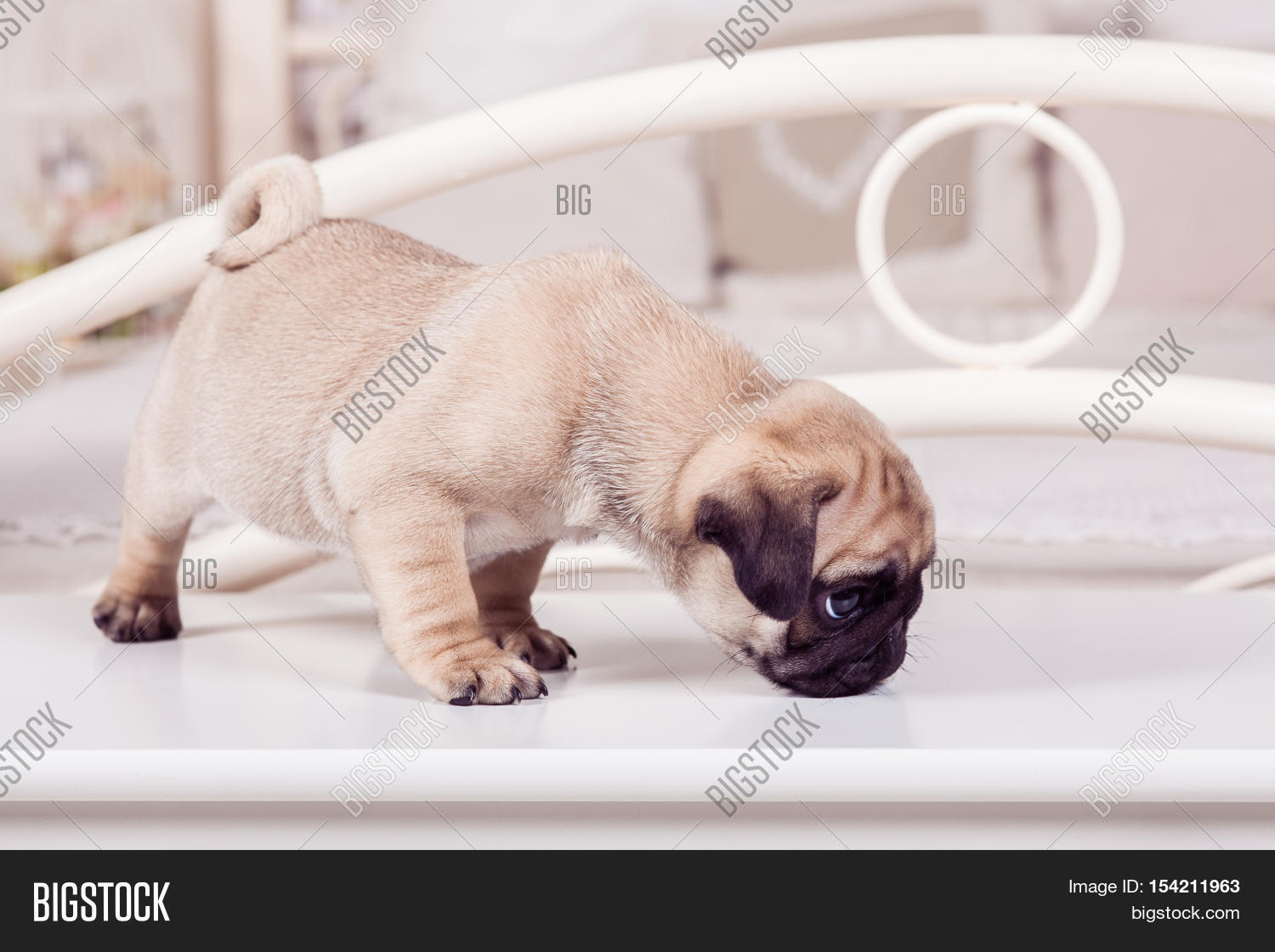 Little Beige Pug Puppy Image & Photo (Free Trial) | Bigstock