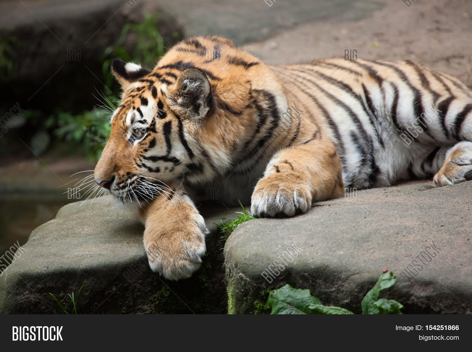 Young Siberian Tiger ( Image & Photo (Free Trial) | Bigstock