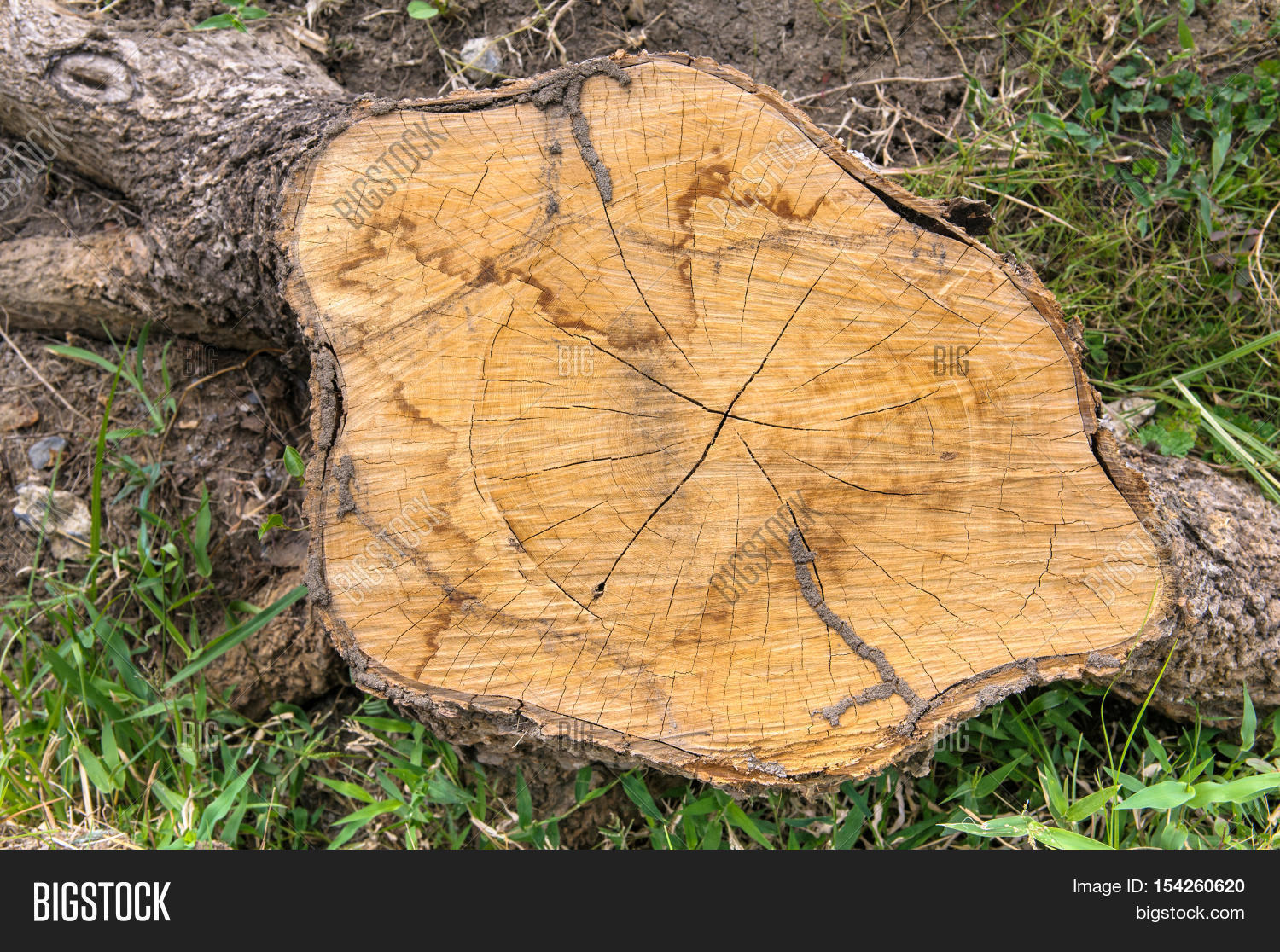 Top View Tree Stump - Image & Photo (Free Trial) | Bigstock