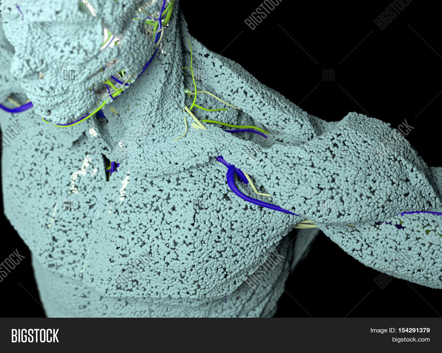 Human Anatomy Model Image & Photo (Free Trial) | Bigstock