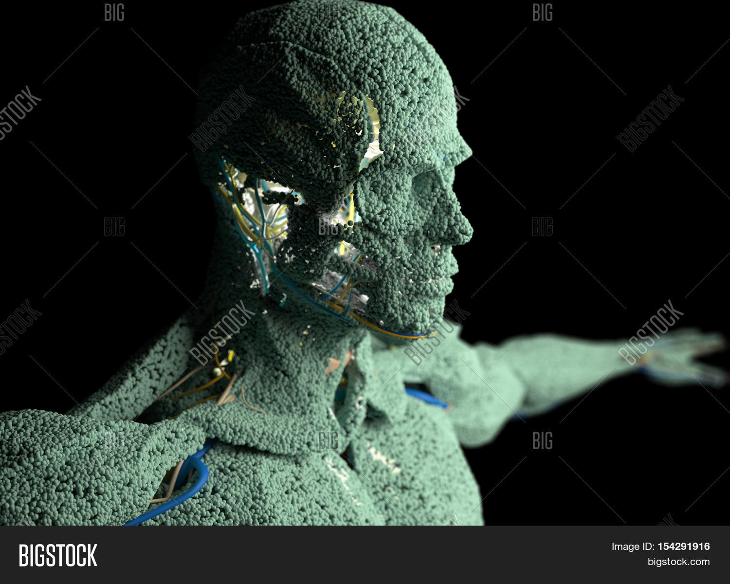 Human Anatomy Model Image & Photo (Free Trial) | Bigstock