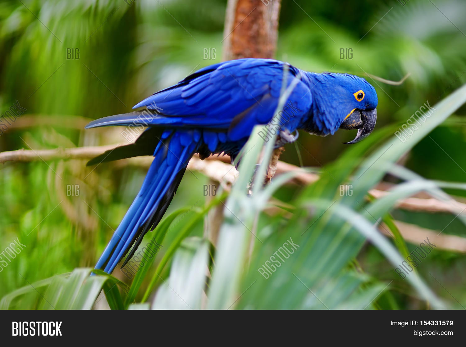 Blue Macaw Parrot On Image & Photo (Free Trial) | Bigstock