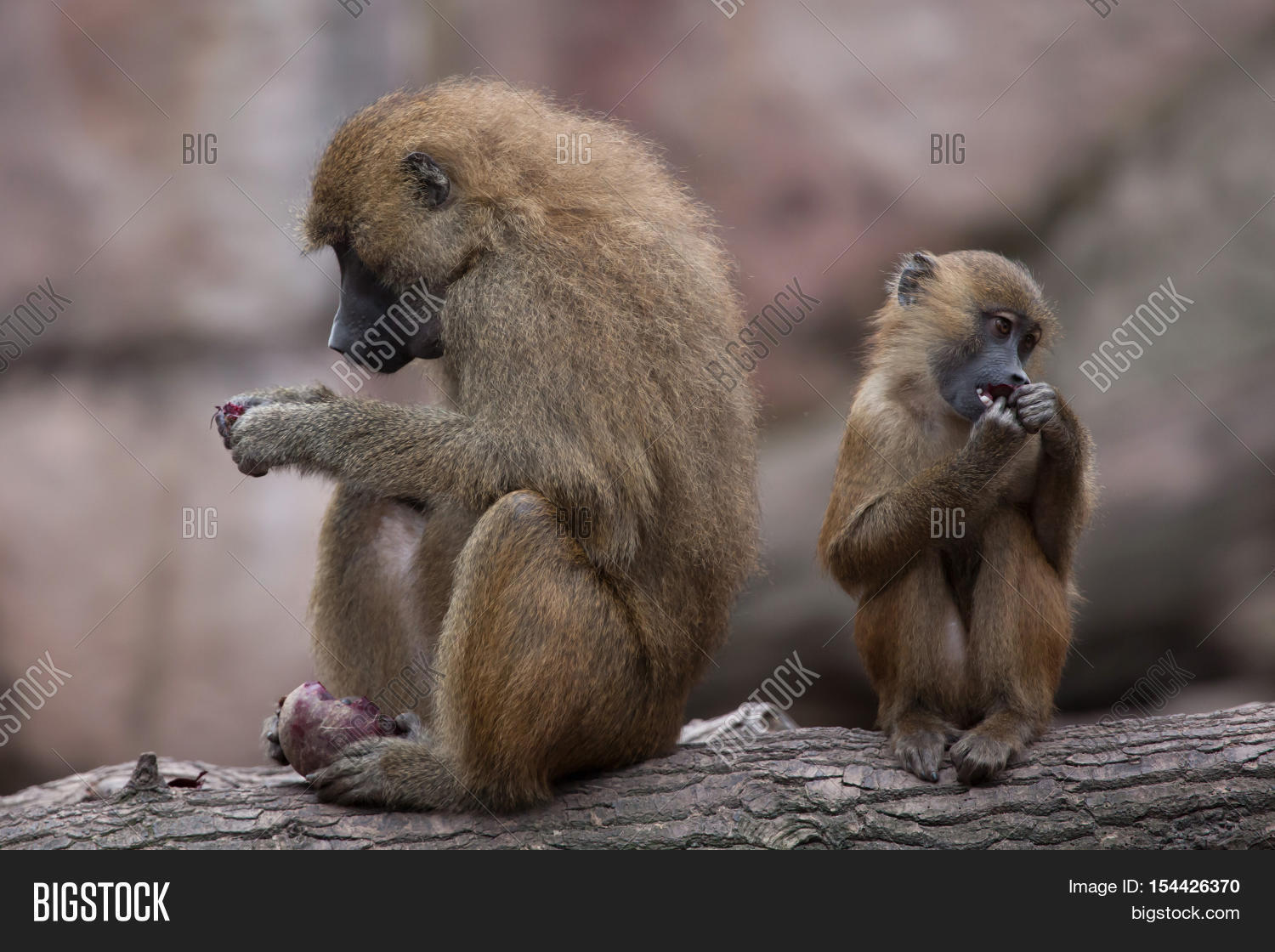 Guinea Baboon (Papio Image & Photo (Free Trial) | Bigstock