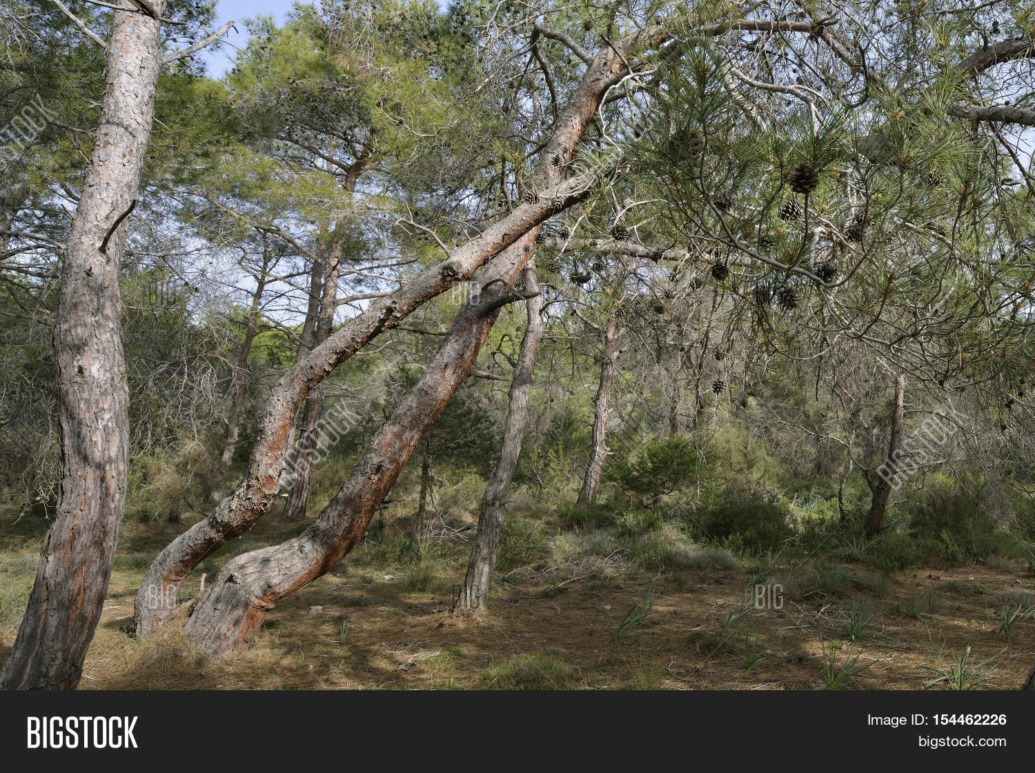 Calabrian Turkish Pine Image & Photo (Free Trial) | Bigstock
