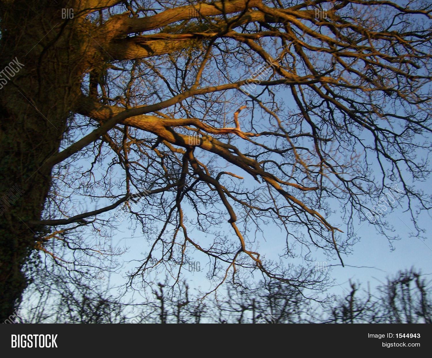 Bare Branches Image & Photo (Free Trial) | Bigstock
