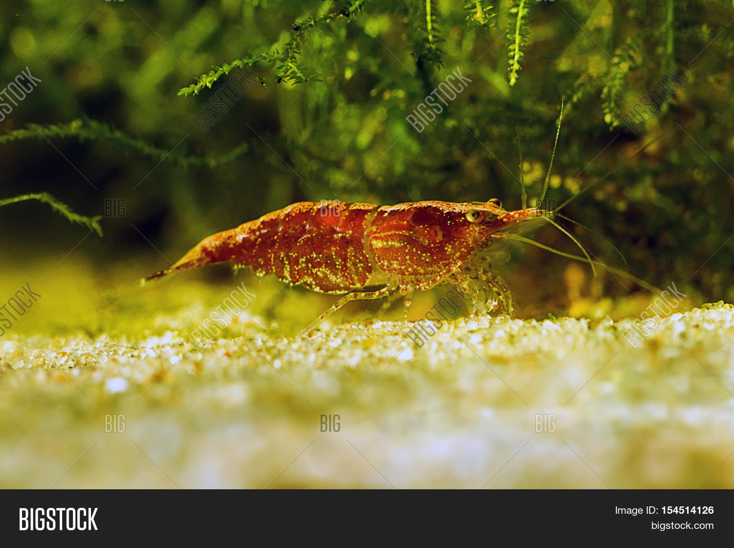 Red Shrimp Aquarium. Image & Photo (Free Trial) | Bigstock