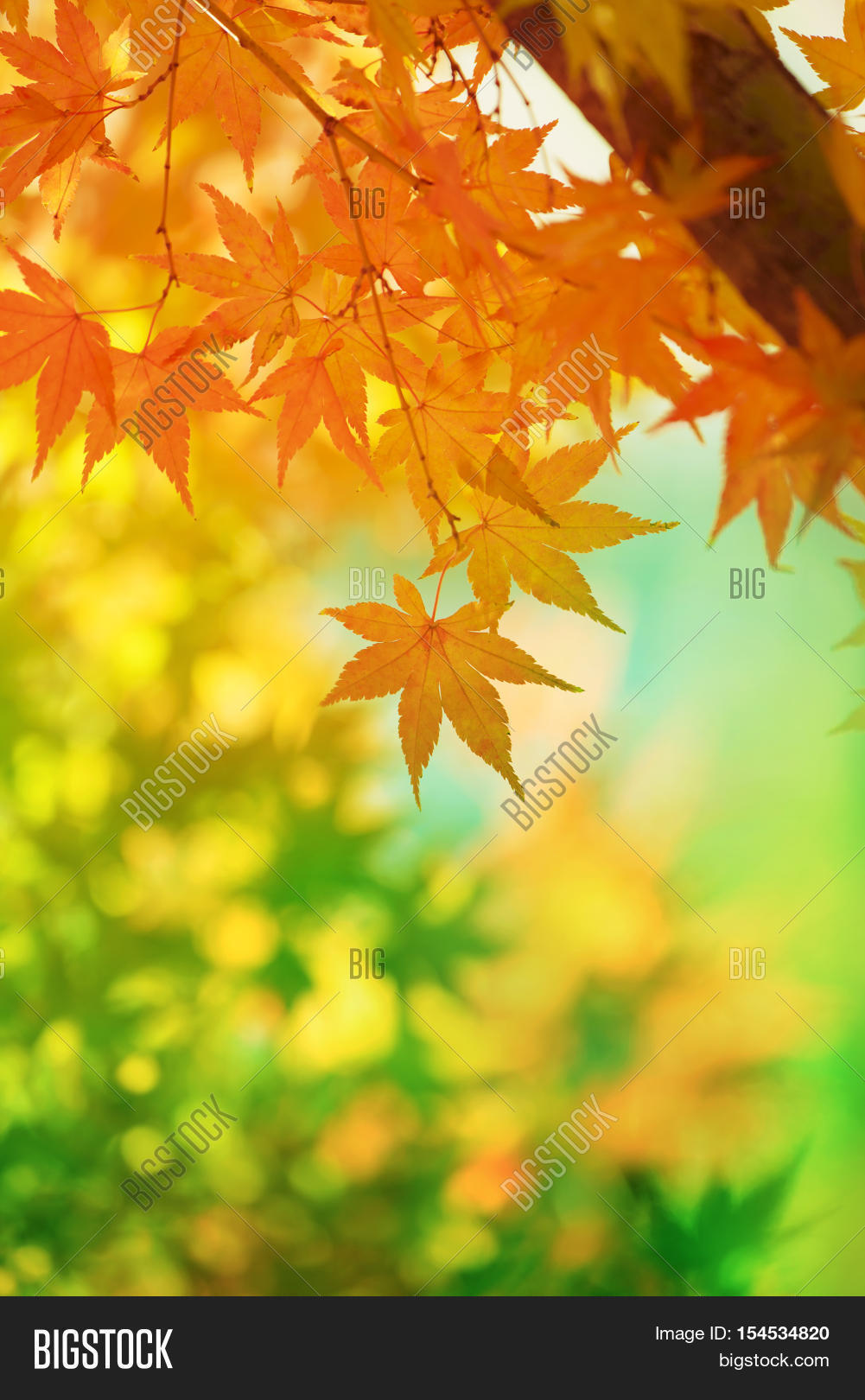 Beautiful Transitions Image & Photo (Free Trial) | Bigstock