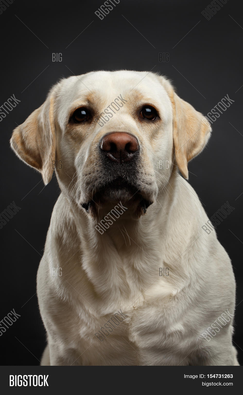 Close- Portrait Beige Image & Photo (Free Trial) | Bigstock