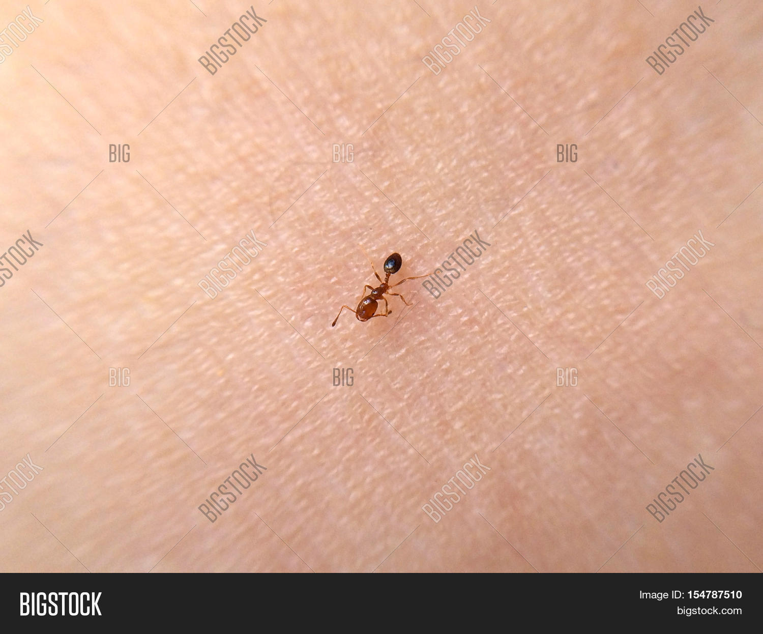 Leader Ant Crawls On Image & Photo (Free Trial) | Bigstock