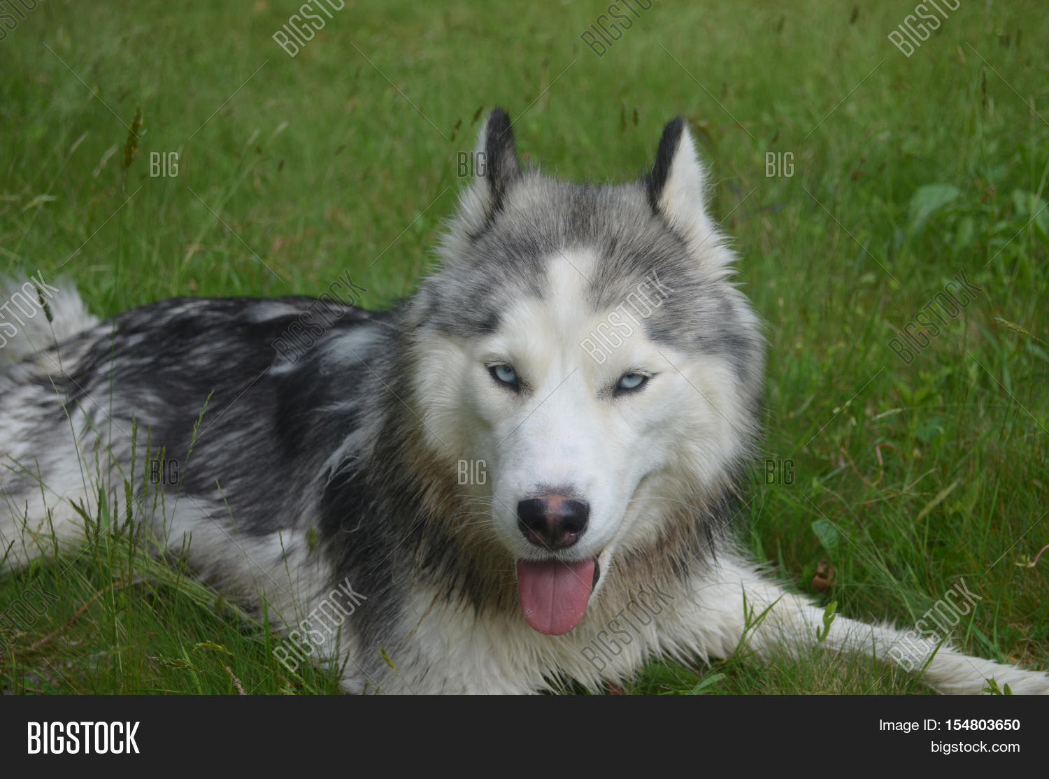 Siberian Husky Ready Image & Photo (Free Trial) | Bigstock