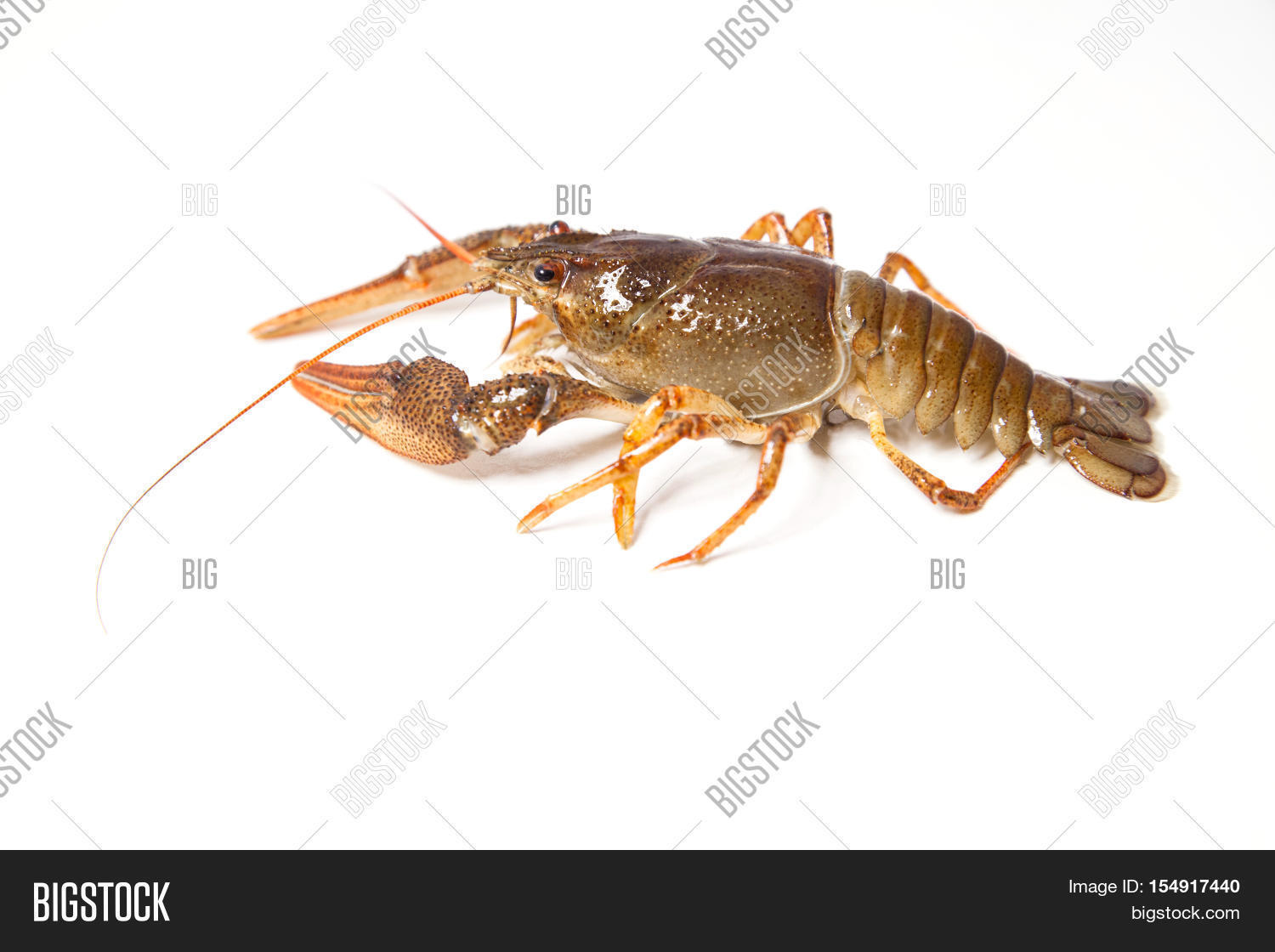 River Crayfish On Image & Photo (Free Trial) | Bigstock