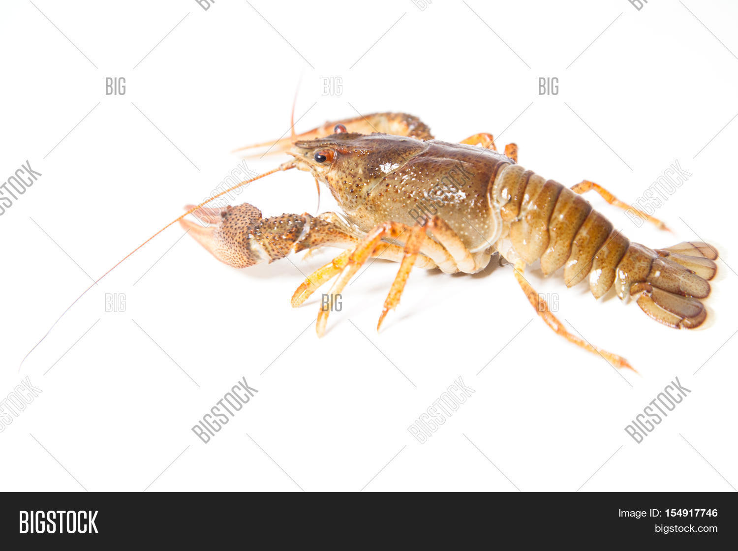 River Crayfish On Image & Photo (Free Trial) | Bigstock