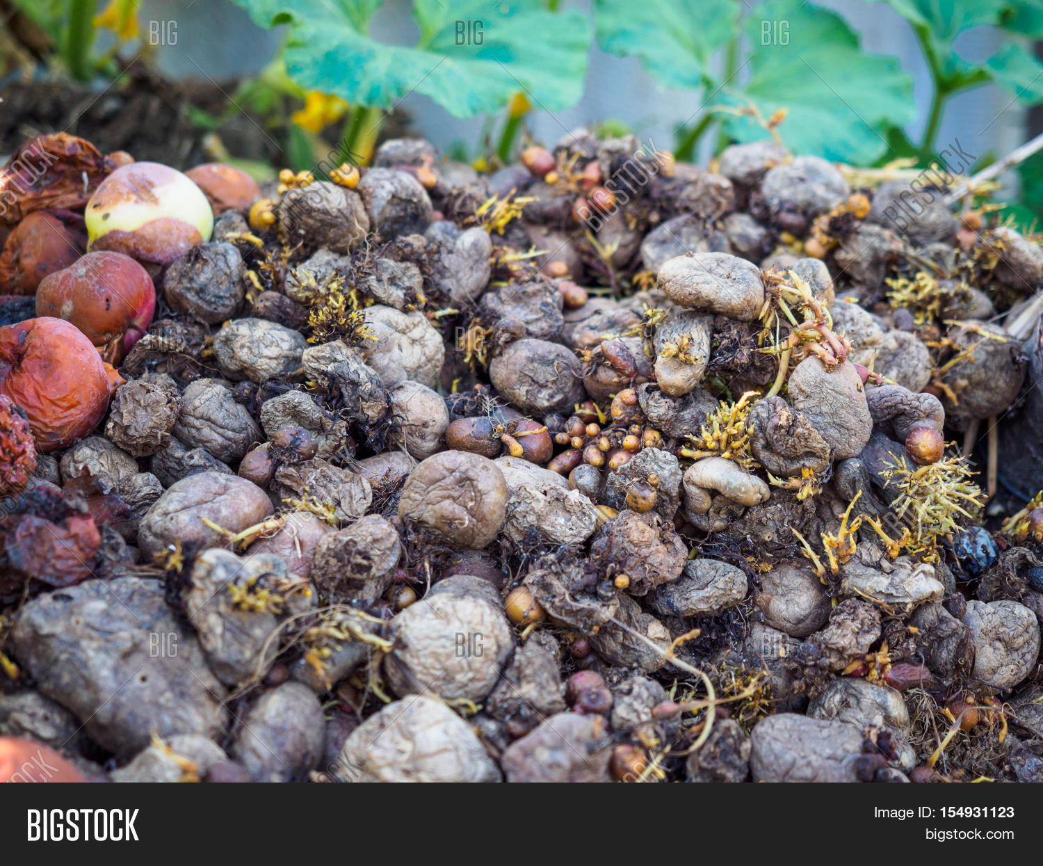 Photo Rotting Fruit Image & Photo (Free Trial) | Bigstock