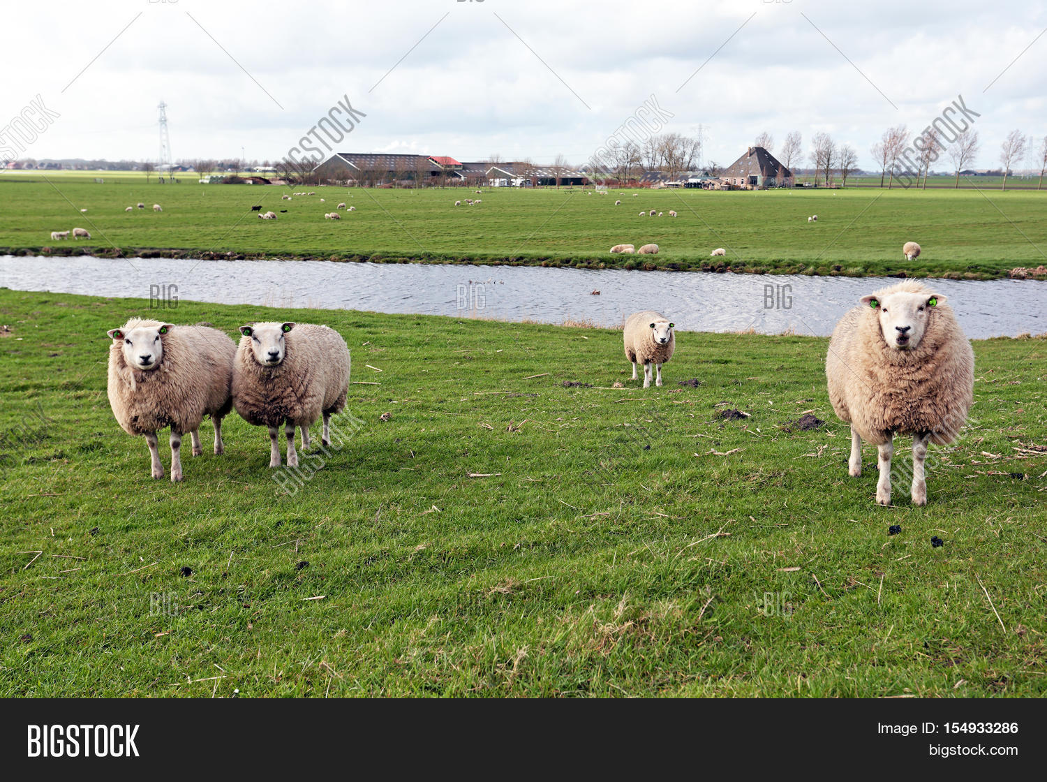 Sheep Countryside Image & Photo (Free Trial) | Bigstock
