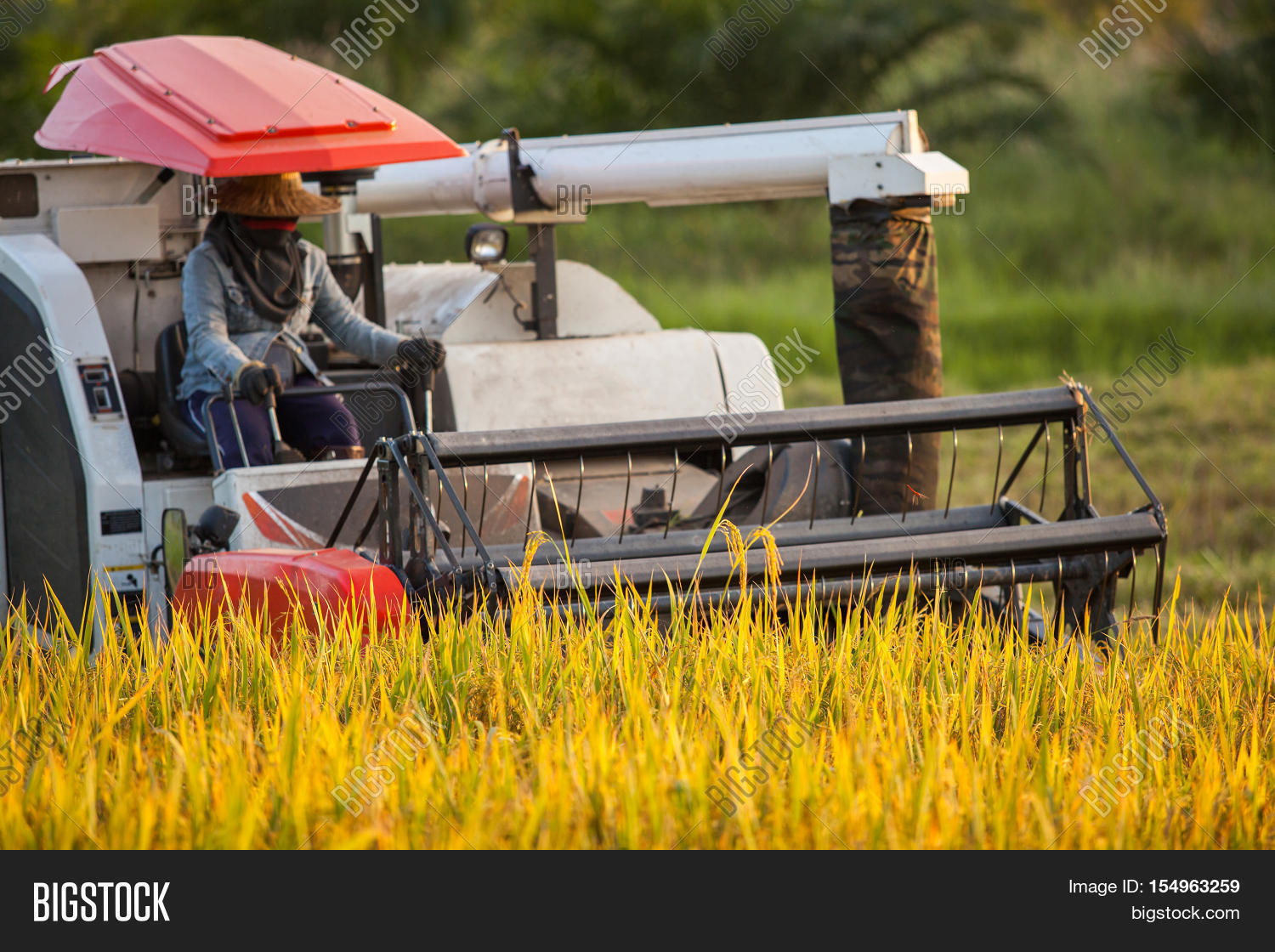 Harvesters Rice Image & Photo (Free Trial) | Bigstock