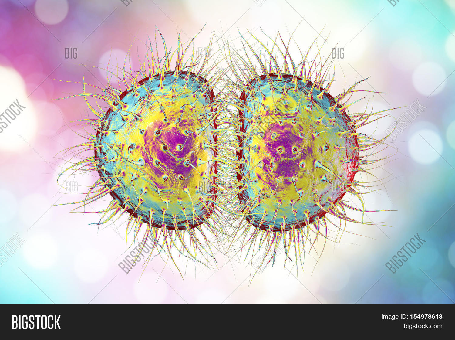 Bacteria Neisseria Image & Photo (Free Trial) | Bigstock