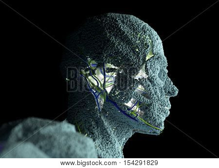 Human Anatomy Model Image & Photo (Free Trial) | Bigstock