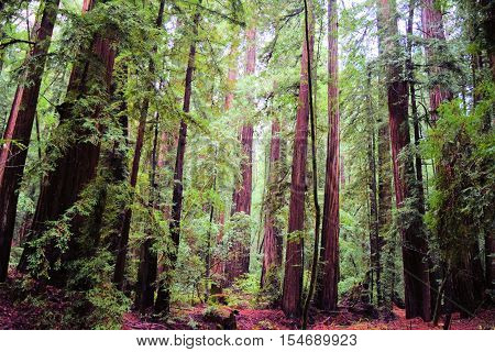 Dense Coastal Redwood Image & Photo (Free Trial) | Bigstock