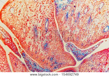 Cells Biology: Image & Photo (Free Trial) | Bigstock