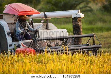 Harvesters Rice Image & Photo (Free Trial) | Bigstock