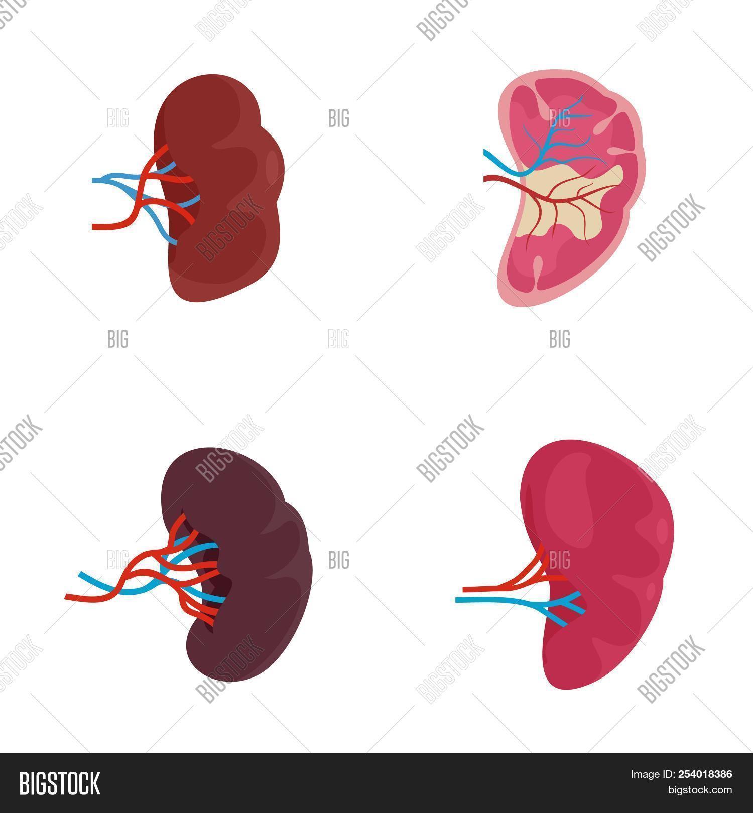 Spleen Milt Anatomy Image & Photo (Free Trial) | Bigstock