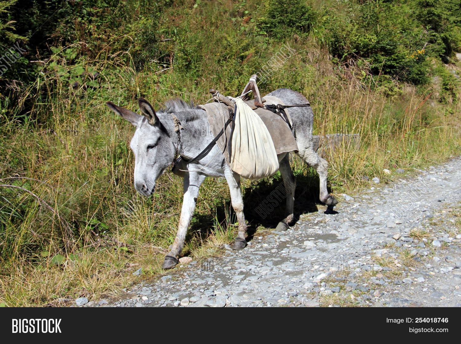 Grey Donkey Carrying Image & Photo (Free Trial) | Bigstock