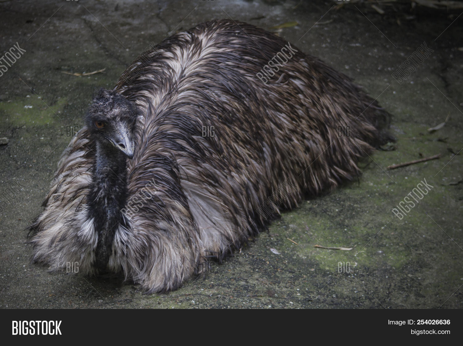 Emu Resting Lying Open Image & Photo (Free Trial) | Bigstock