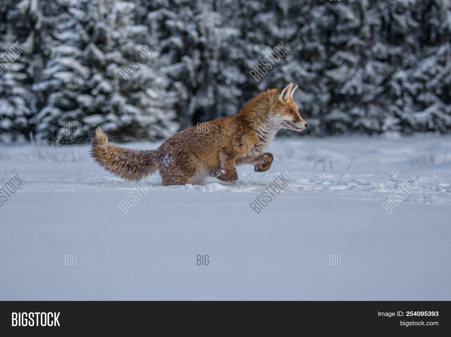 Red Fox Sitting Image & Photo (Free Trial) | Bigstock