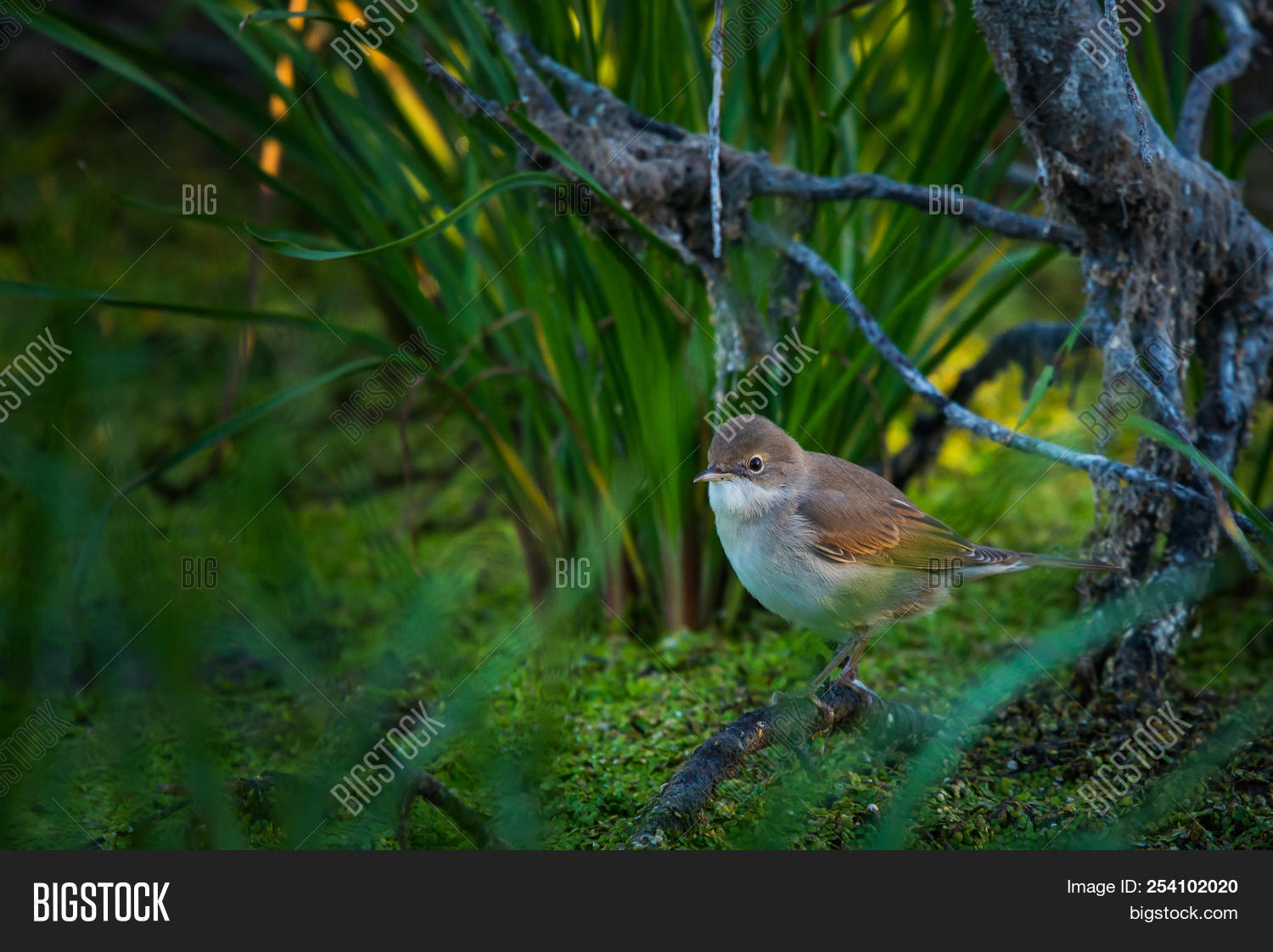 Eurasian Reed Warbler Image & Photo (Free Trial) | Bigstock