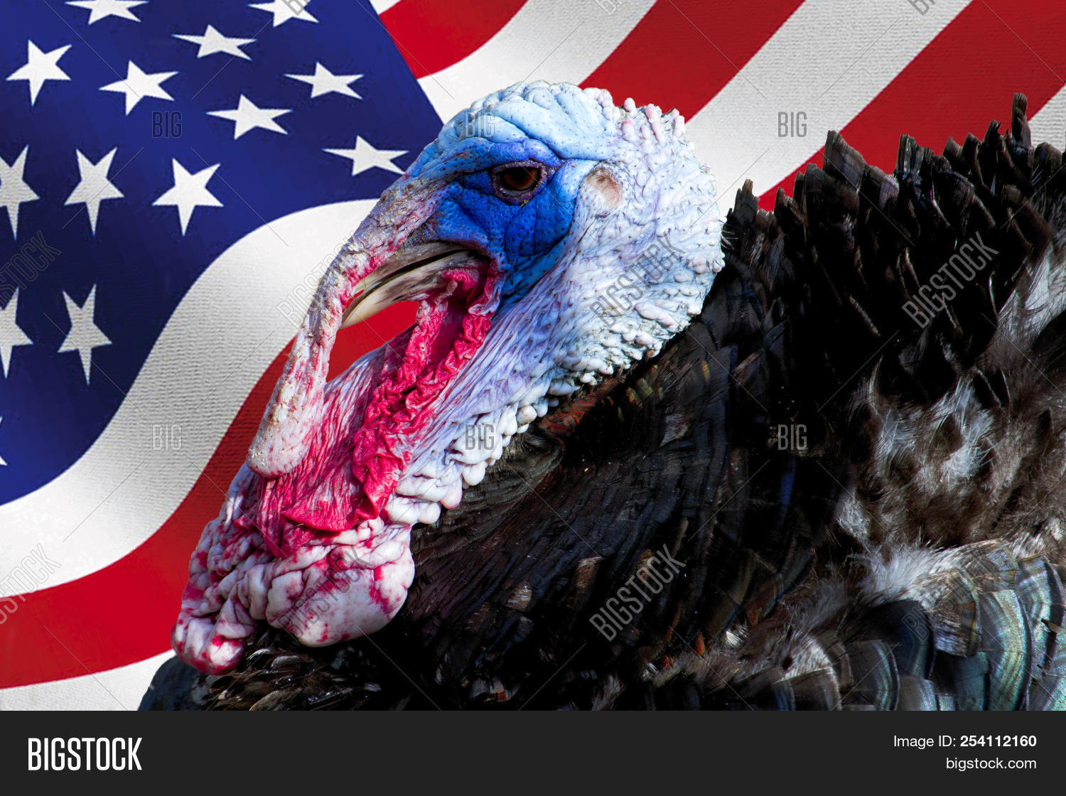 Wild Male Turkey Bird Image & Photo (Free Trial) | Bigstock