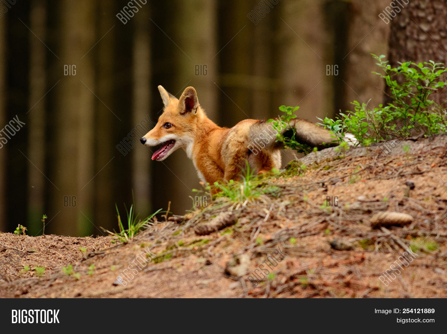 Red Fox Sitting Image & Photo (Free Trial) | Bigstock