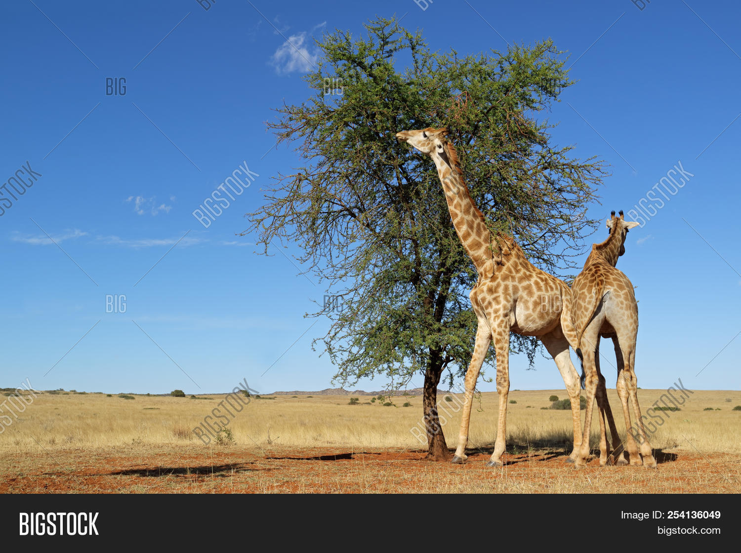 Giraffes (Giraffa Image & Photo (Free Trial) | Bigstock