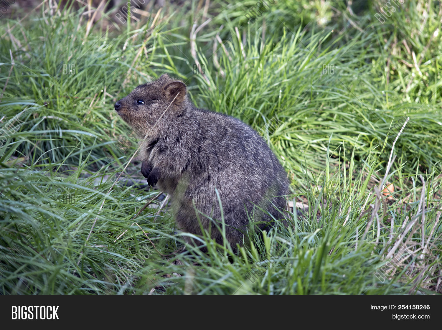 Quokka Hiding Tall Image & Photo (Free Trial) | Bigstock