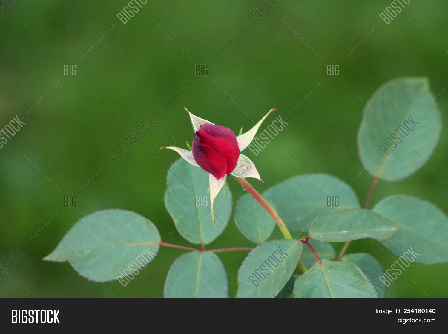 Single Dark Red Rose