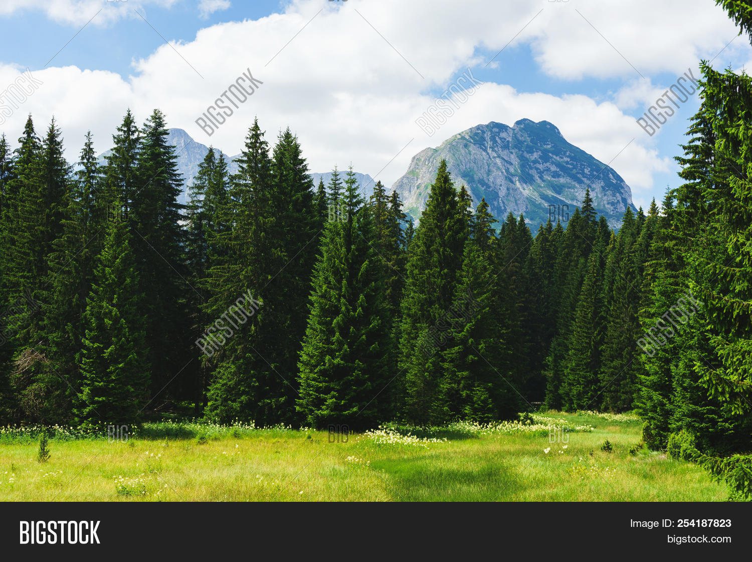 Magical Views Dense Image & Photo (Free Trial) | Bigstock